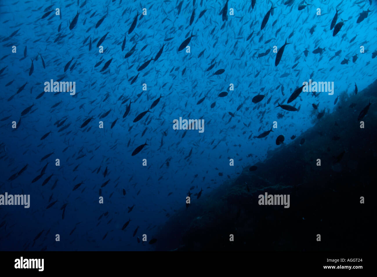 Maldives ari atoll fish head a school of sardines and various fishes in ...