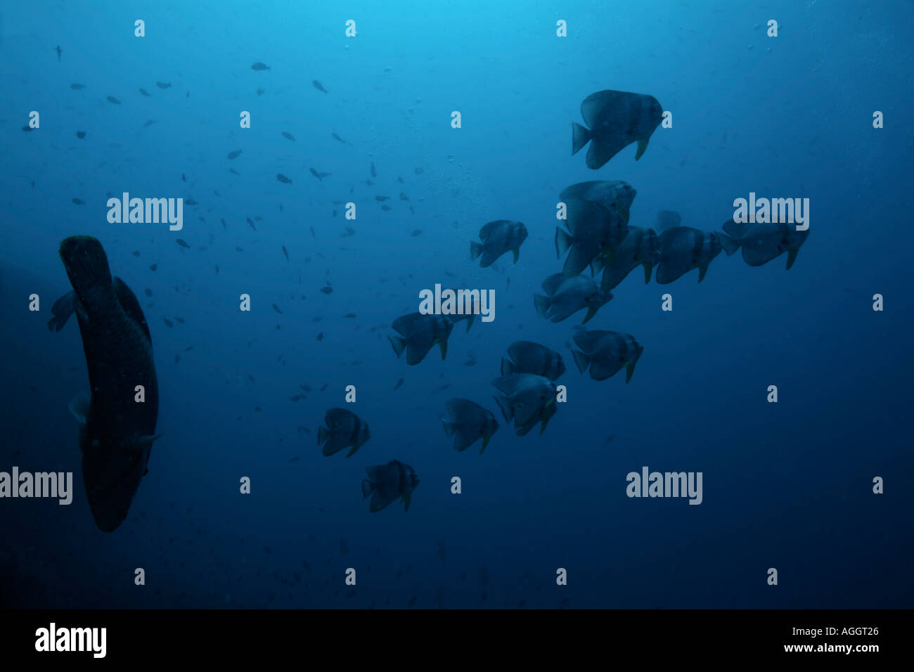 Maldives Ari Atoll Fish Head A School Of Tail Fin Batfish Platax Teira ...