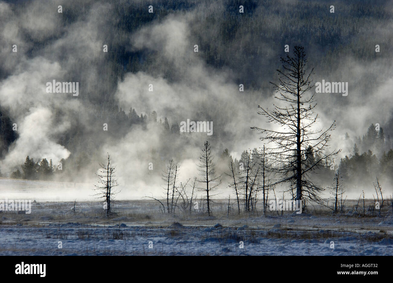 Dead Trees in steam Yellowstone NP USA Stock Photo - Alamy