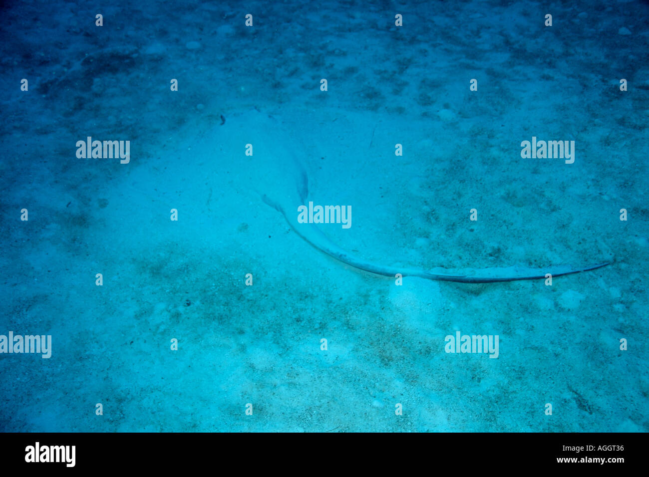 Maldives Ari Atoll Fish Head A Cowtail Stingray Pastinachus Sephen ...