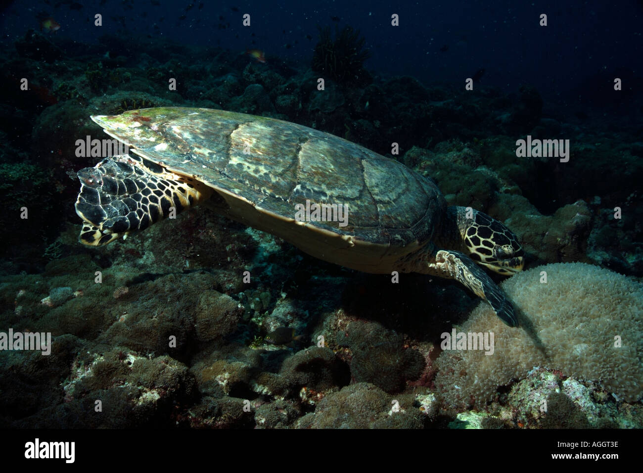 Maldives Ari Atoll Fish Head A Hawksbill Turtle Eretmochelys Imbricata ...