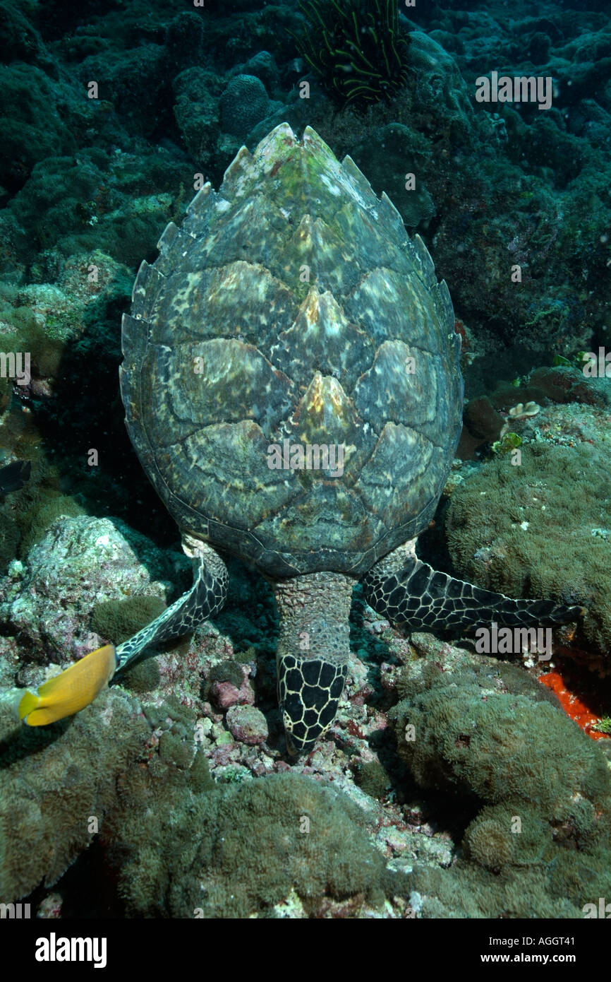 Maldives Ari Atoll Fish Head A Hawksbill Turtle Eretmochelys Imbricata ...