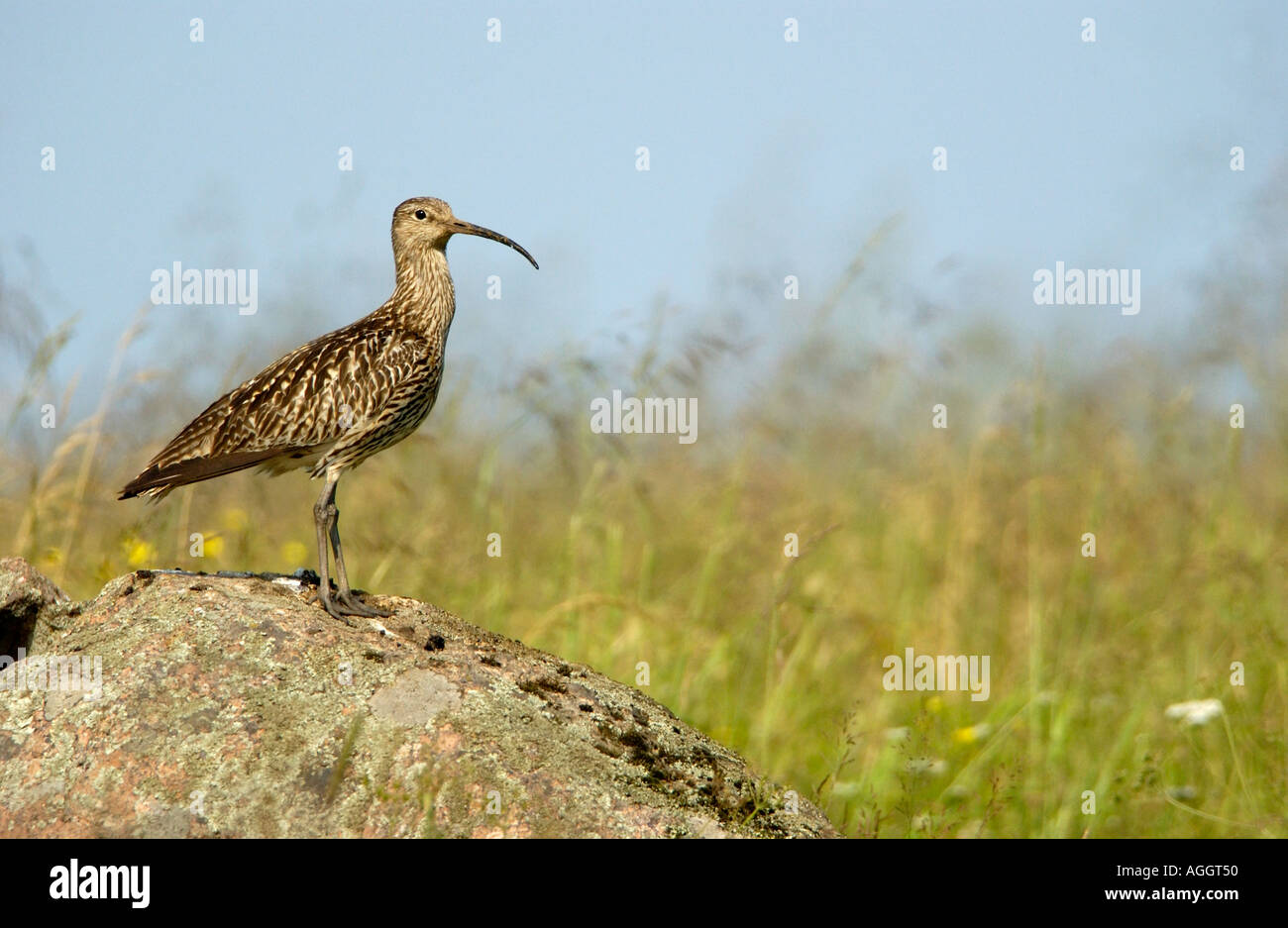 Rock curlew hi-res stock photography and images - Alamy