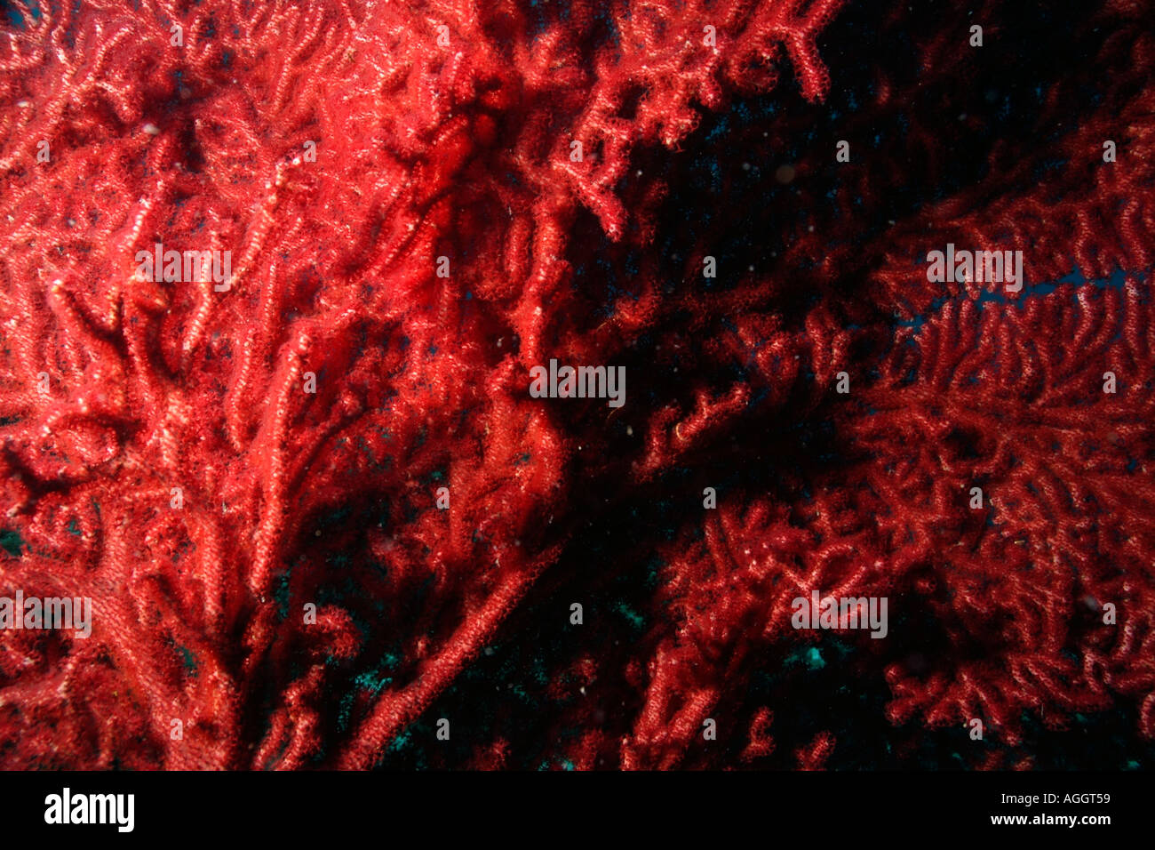 Maldives Ari Atoll Fish Head A Red Menella Sp Stock Photo - Alamy