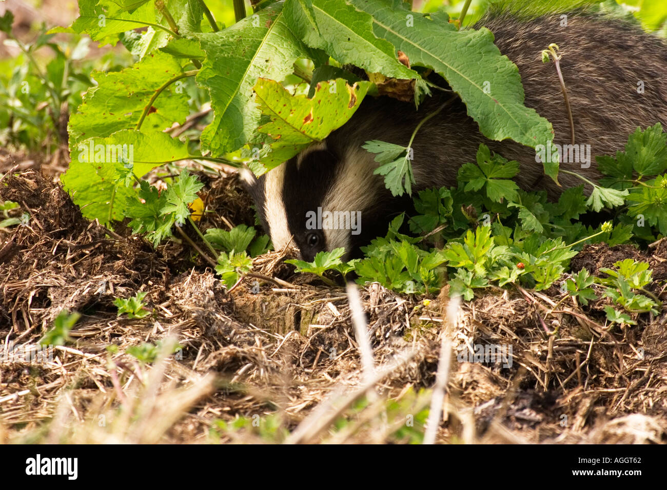 Badger feeding daylight hi-res stock photography and images - Alamy