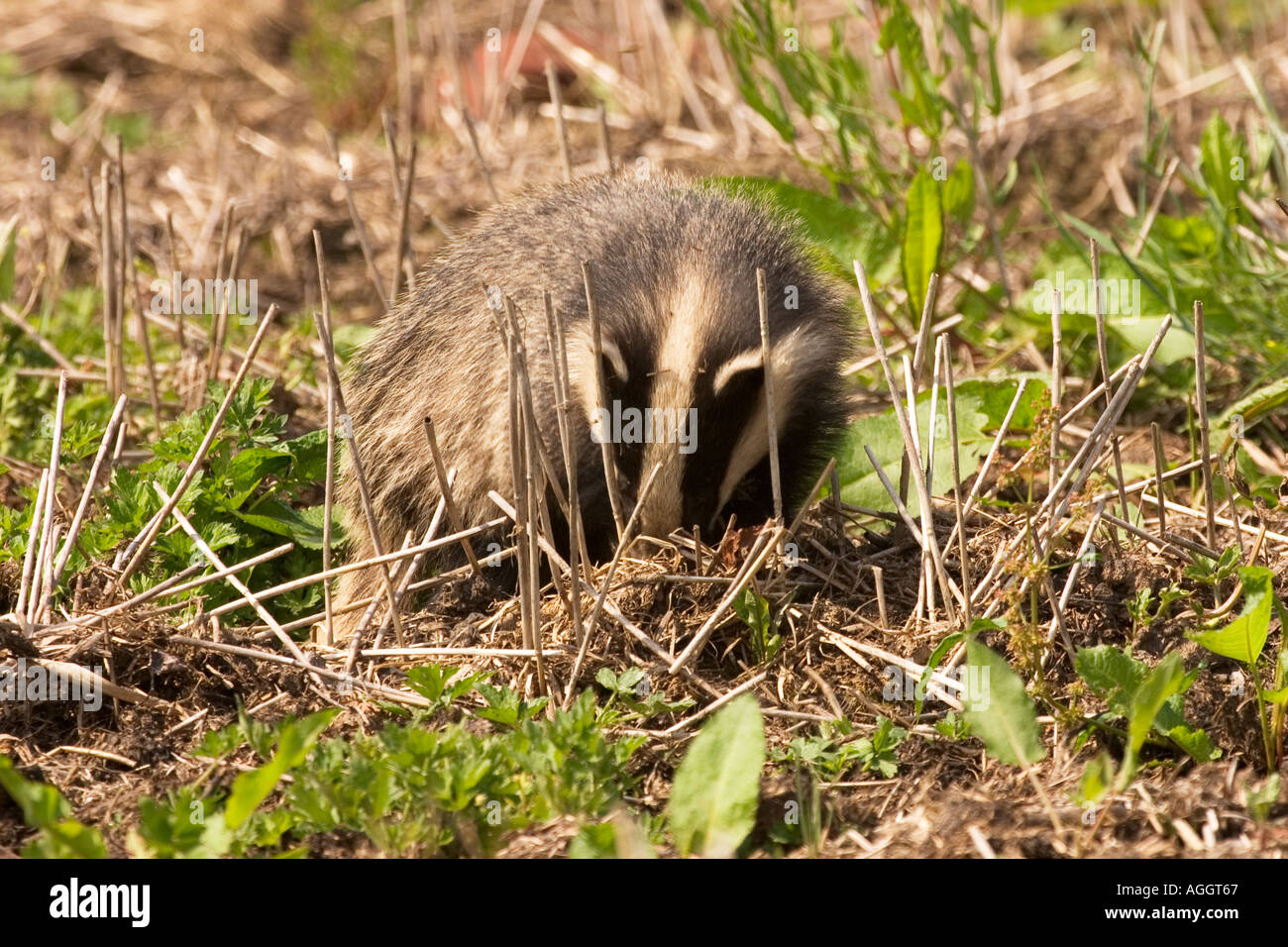 Badger feeding daylight hi-res stock photography and images - Alamy