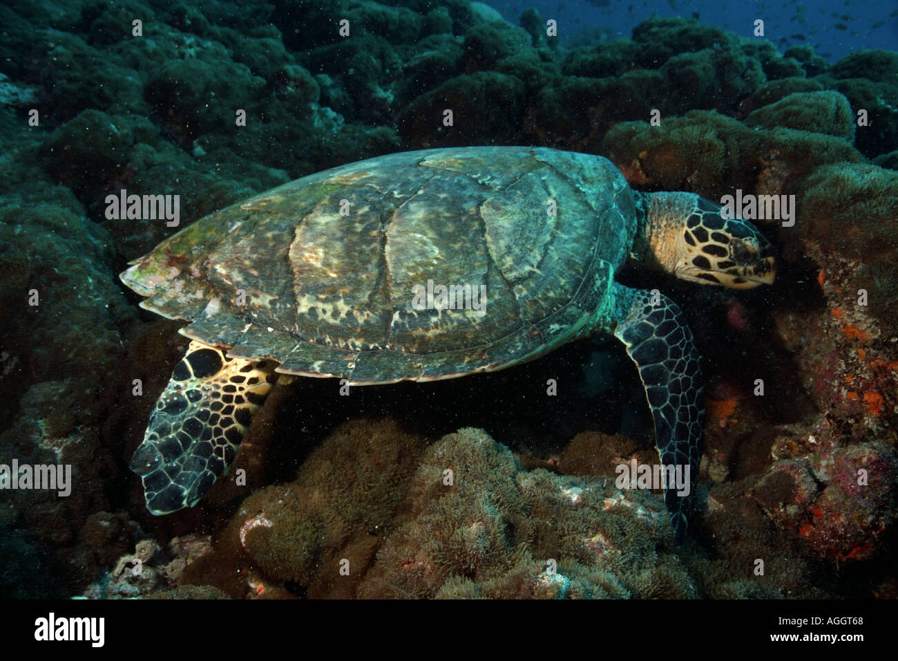 Maldives Ari Atoll Fish Head A Hawksbill Turtle Eretmochelys Imbricata ...