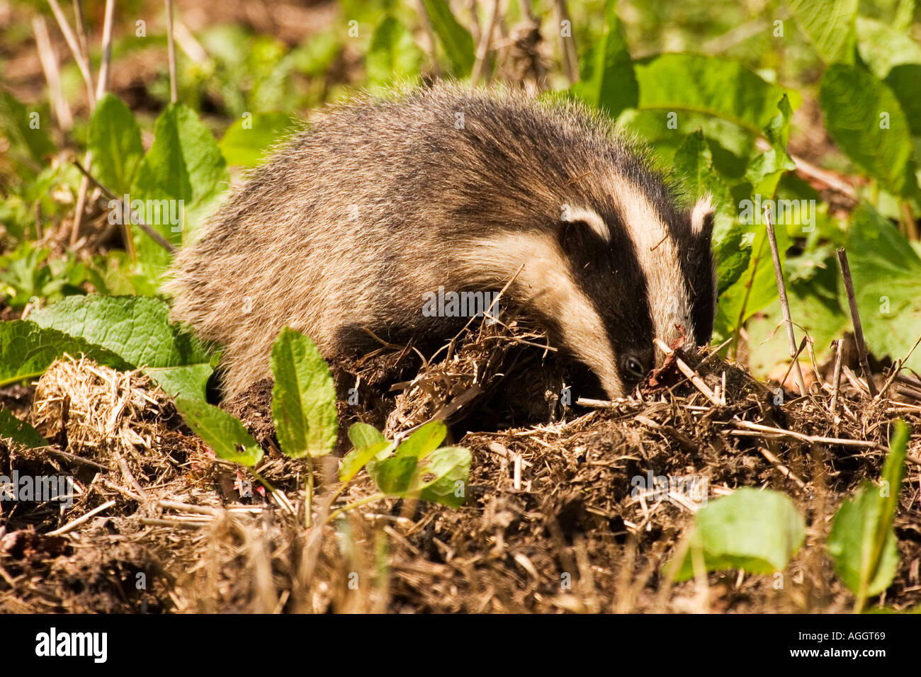 Young badger foraging for earthworms in broad daylight Stock Photo - Alamy
