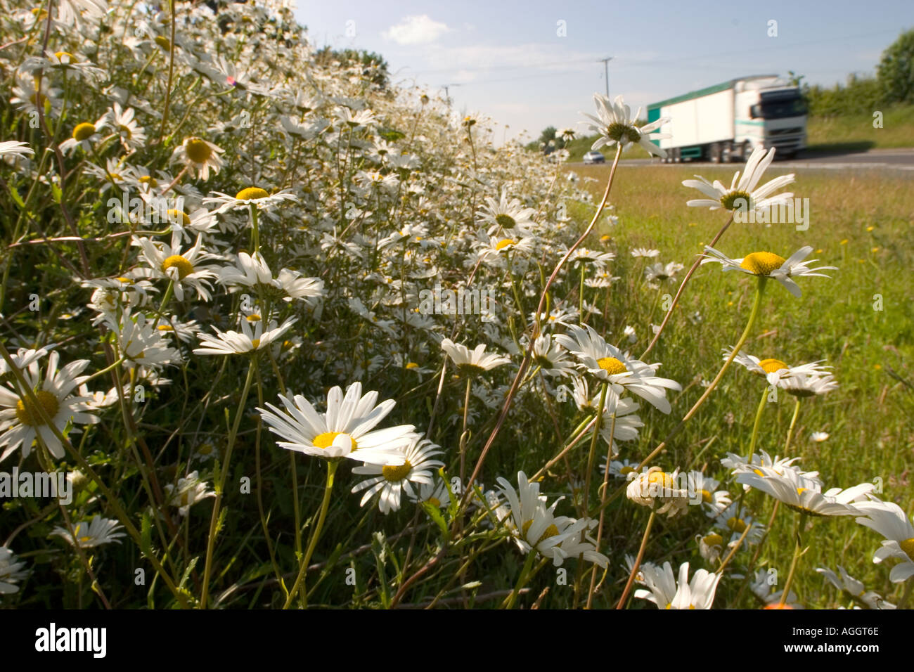 Daisy daisies roadside hi-res stock photography and images - Alamy