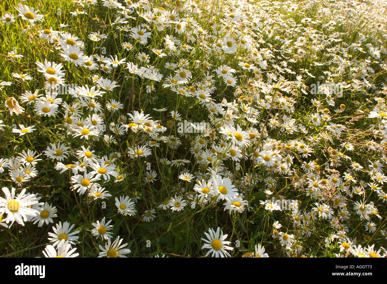 Daisy daisies roadside hi-res stock photography and images - Alamy