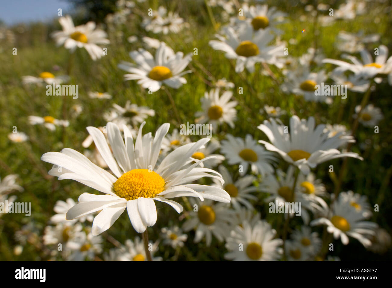 Daisy daisies roadside hi-res stock photography and images - Alamy