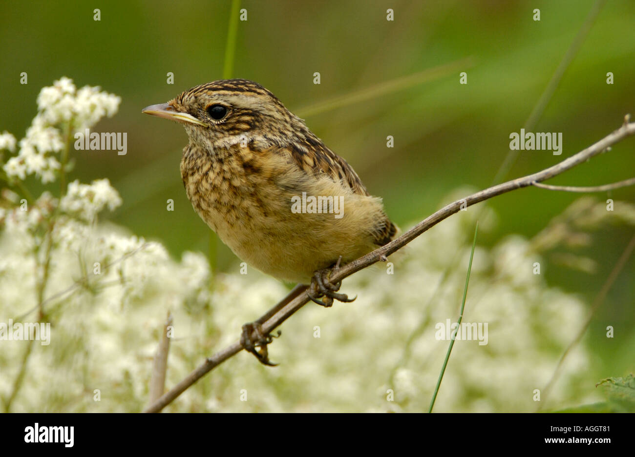 Juvenile Winchat UK Stock Photo - Alamy