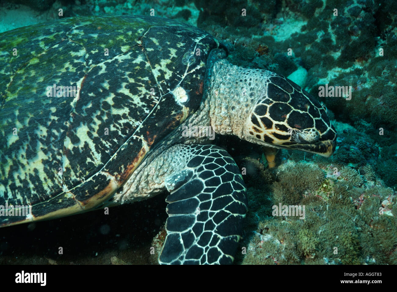 Maldives Ari Atoll Fish Head A Hawksbill Turtle Eretmochelys Imbricata ...