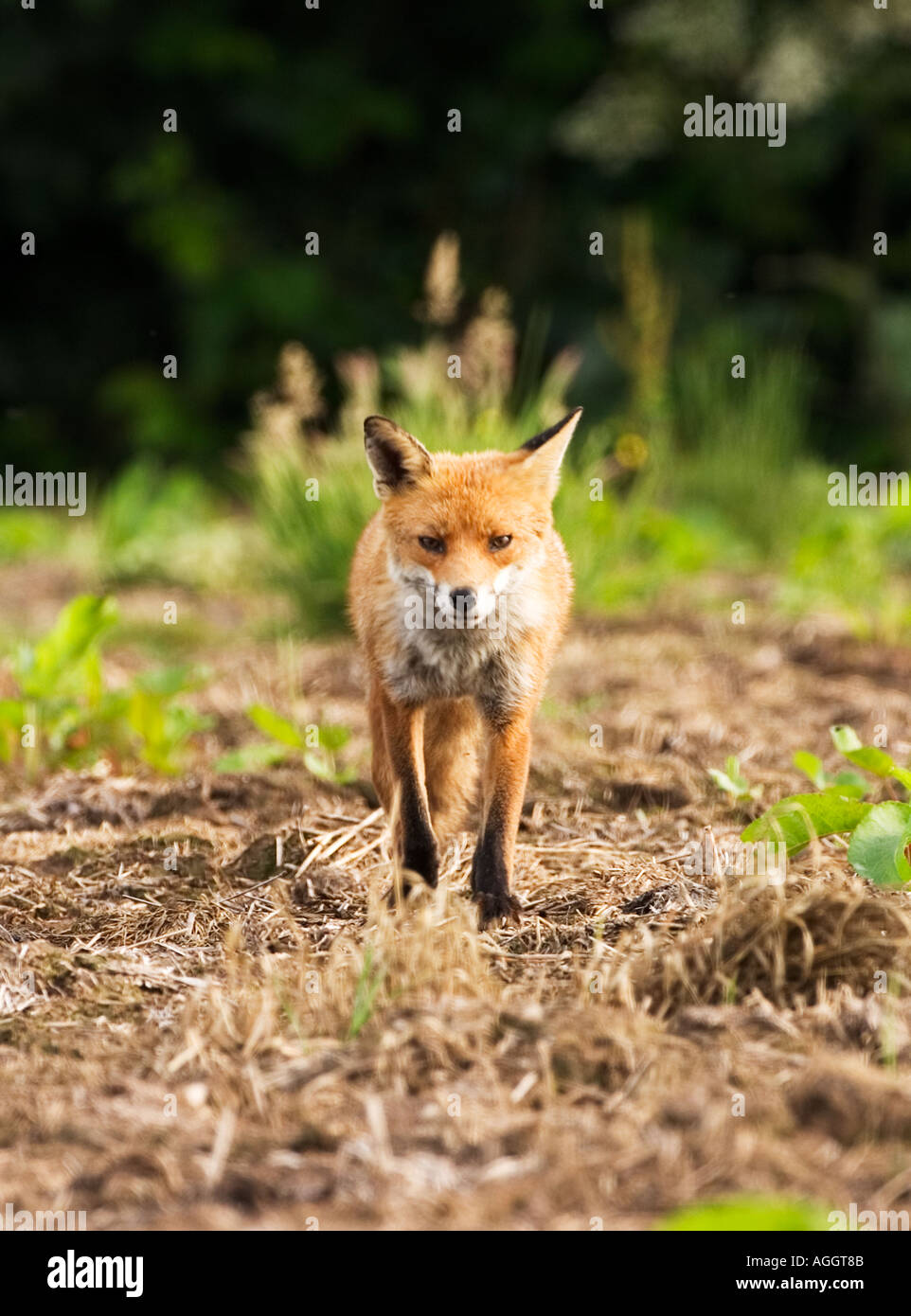 Fox crossing field in broad daylight Stock Photo - Alamy