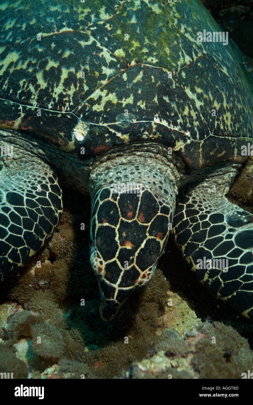 Maldives Ari Atoll Fish Head A Hawksbill Turtle Eretmochelys Imbricata ...