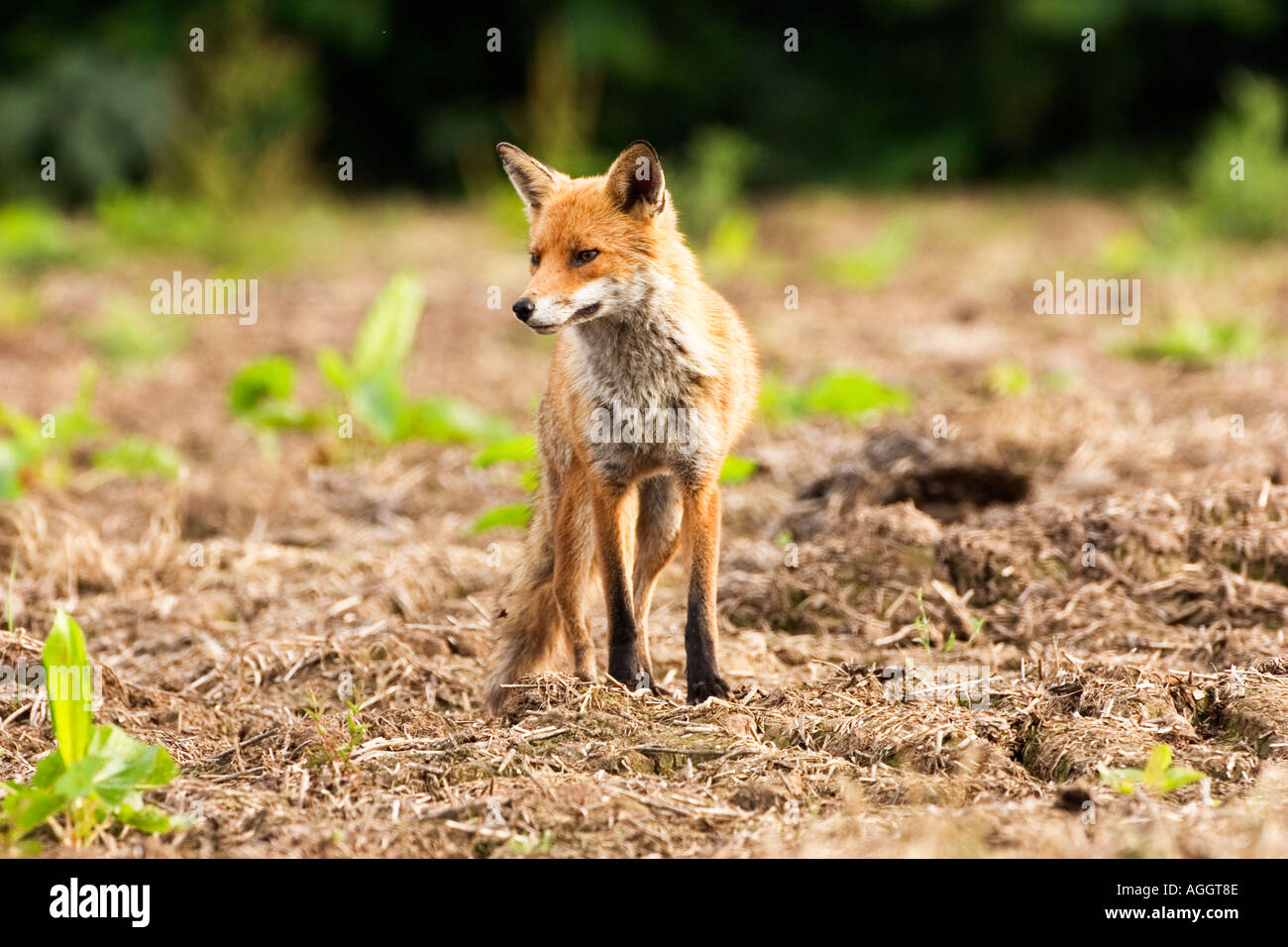 Fox crossing field in broad daylight Stock Photo - Alamy