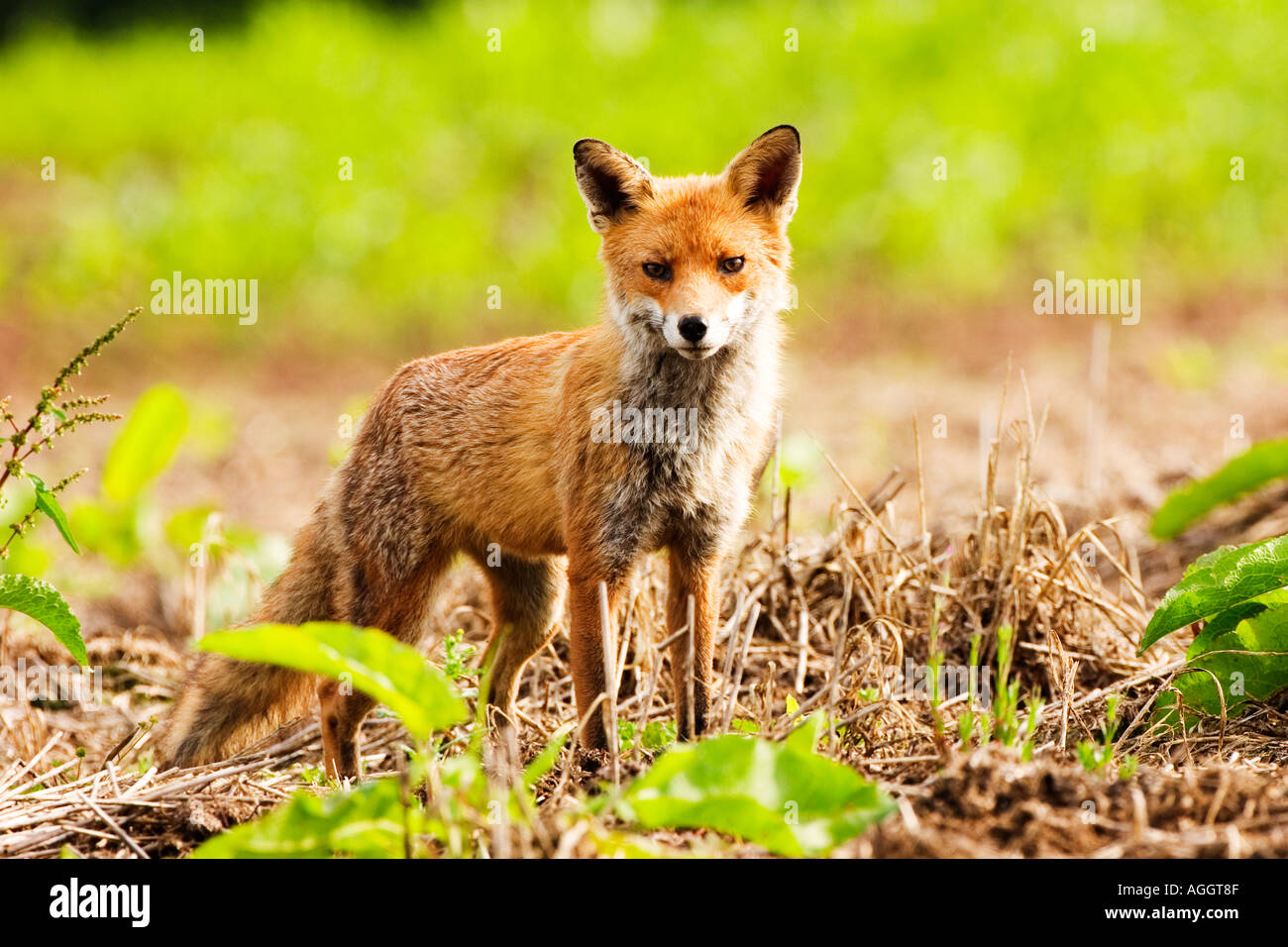 Fox crossing field in broad daylight Stock Photo - Alamy