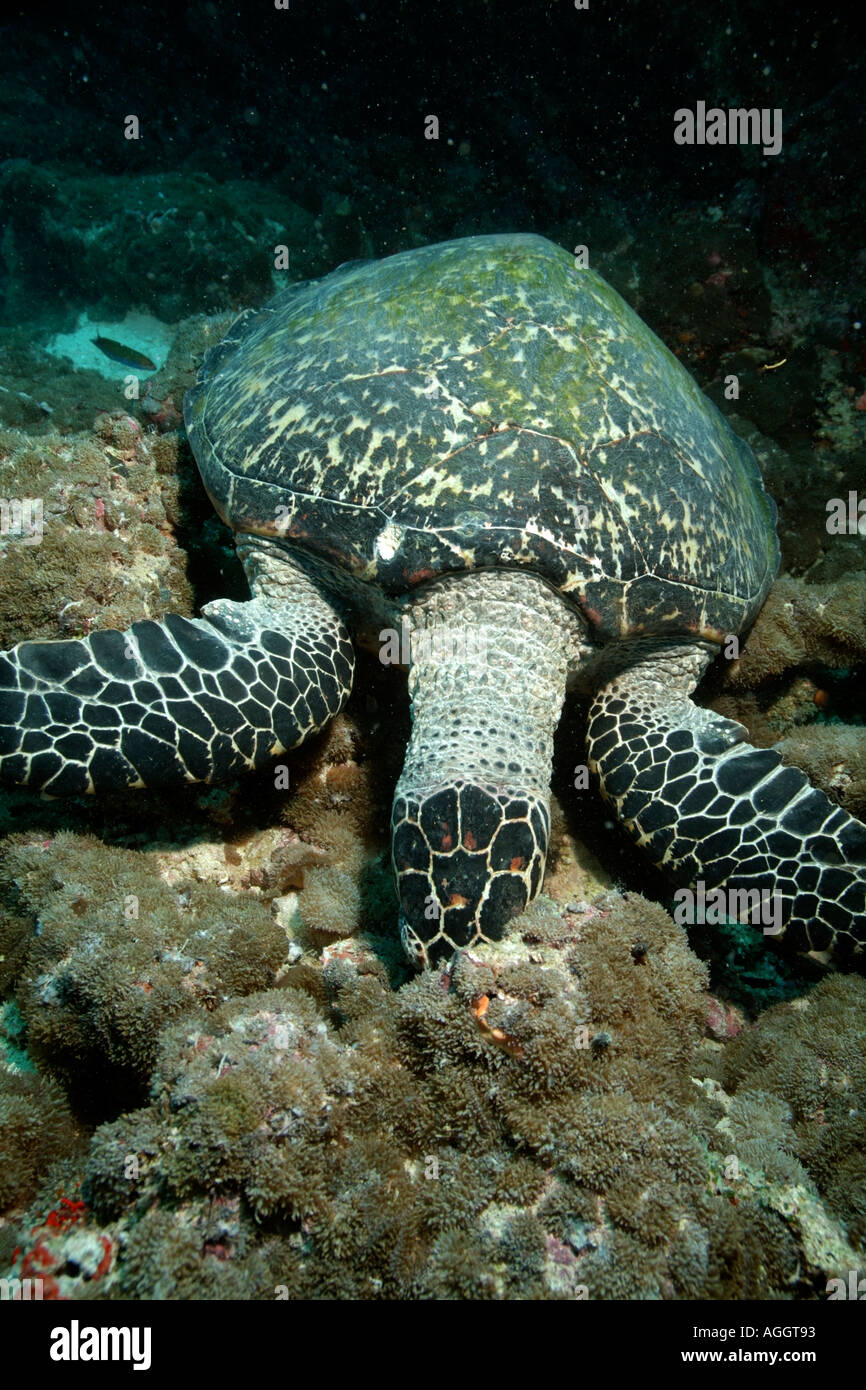 Maldives Ari Atoll Fish Head A Hawksbill Turtle Eretmochelys Imbricata ...