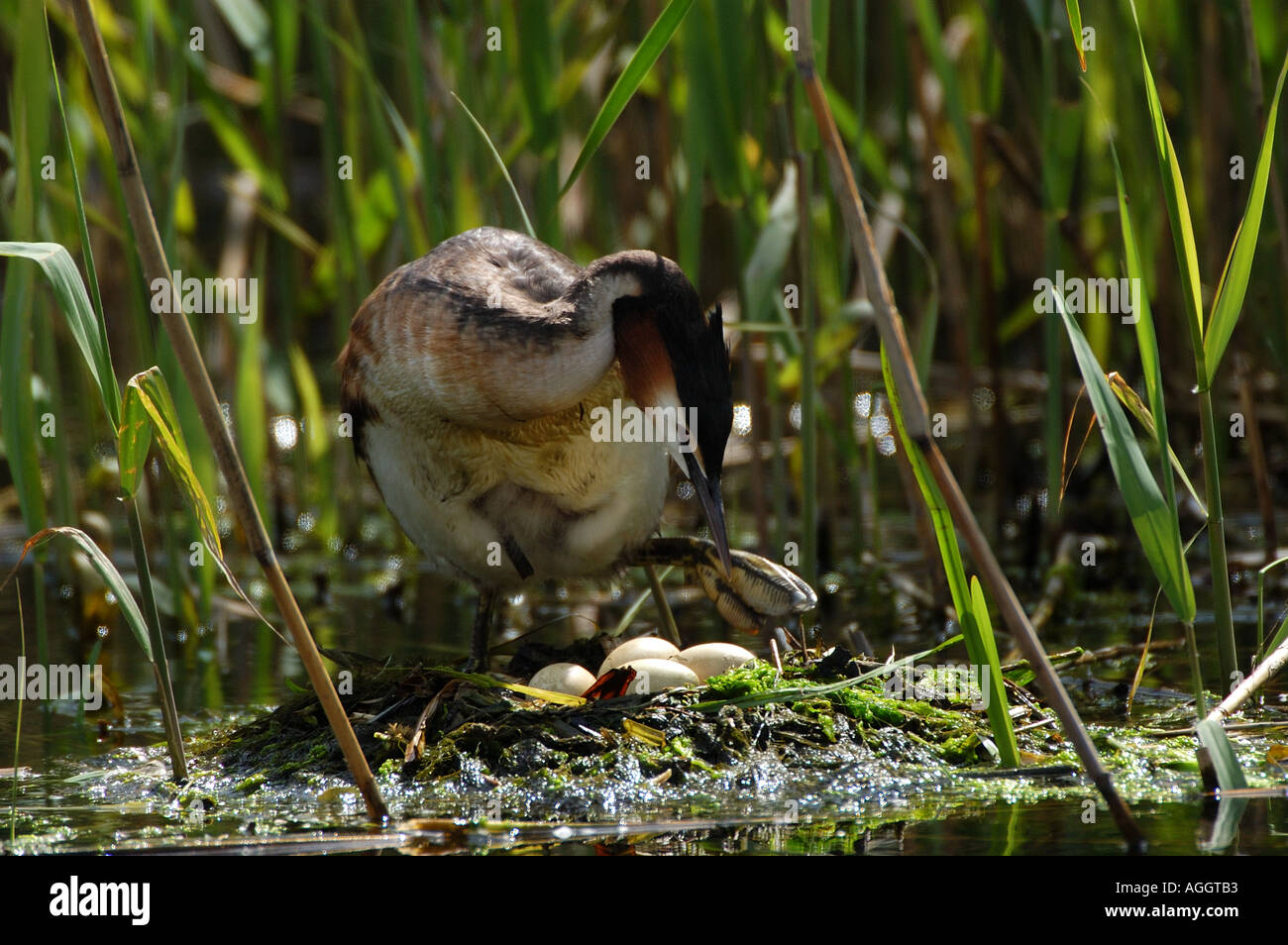 Great Crested Grebe on nest showing eggs Barnes UK Stock Photo - Alamy