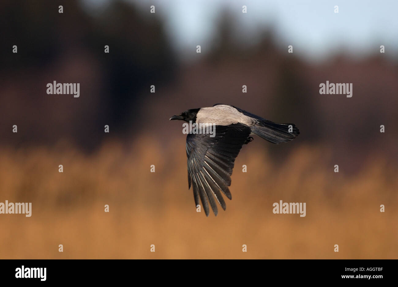 Hooded crow hi-res stock photography and images - Alamy