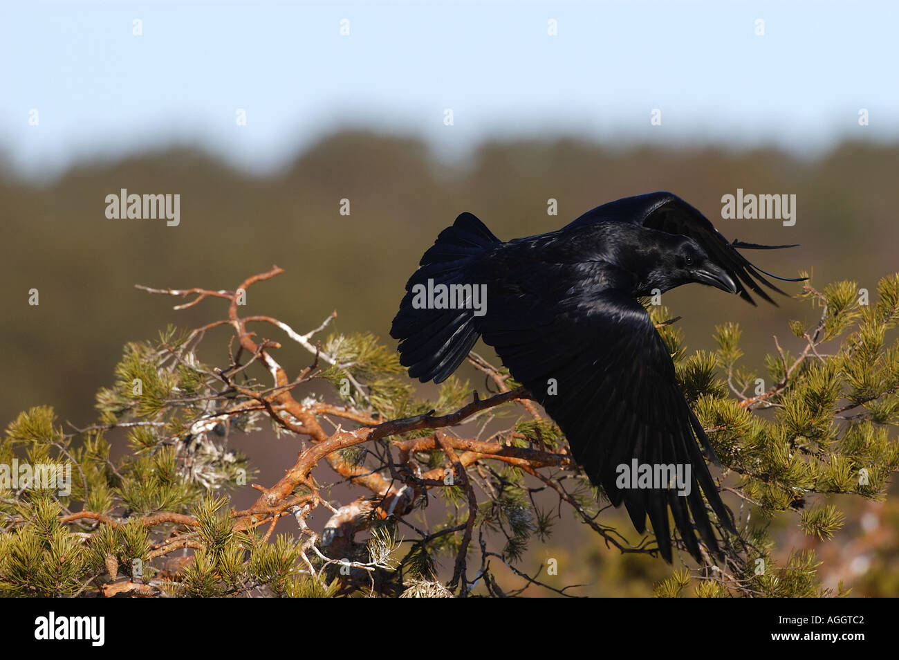 Raven taking off from pine tree Finland Stock Photo - Alamy