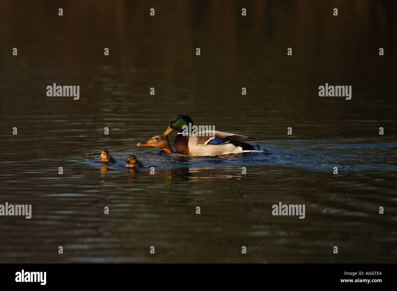 Mating mallards hi-res stock photography and images - Alamy