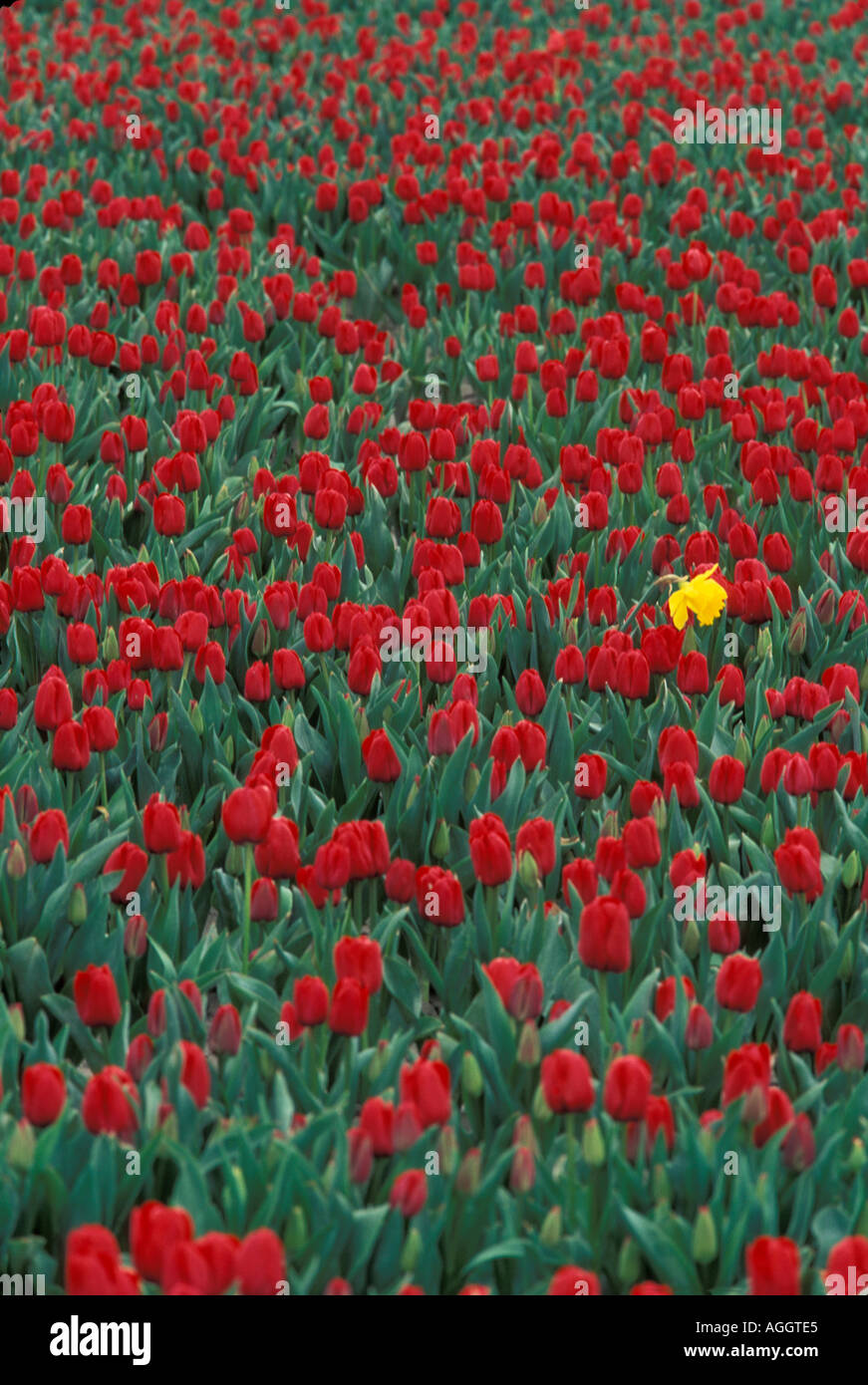 USA Washington Mount Vernon Tulips fill grower s fields during Skagit ...