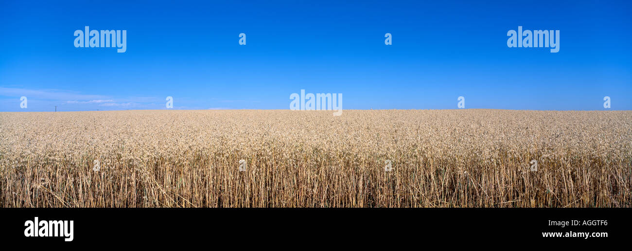 Canada Alberta New Norway Wheat field awaits harvest under clear Indian ...