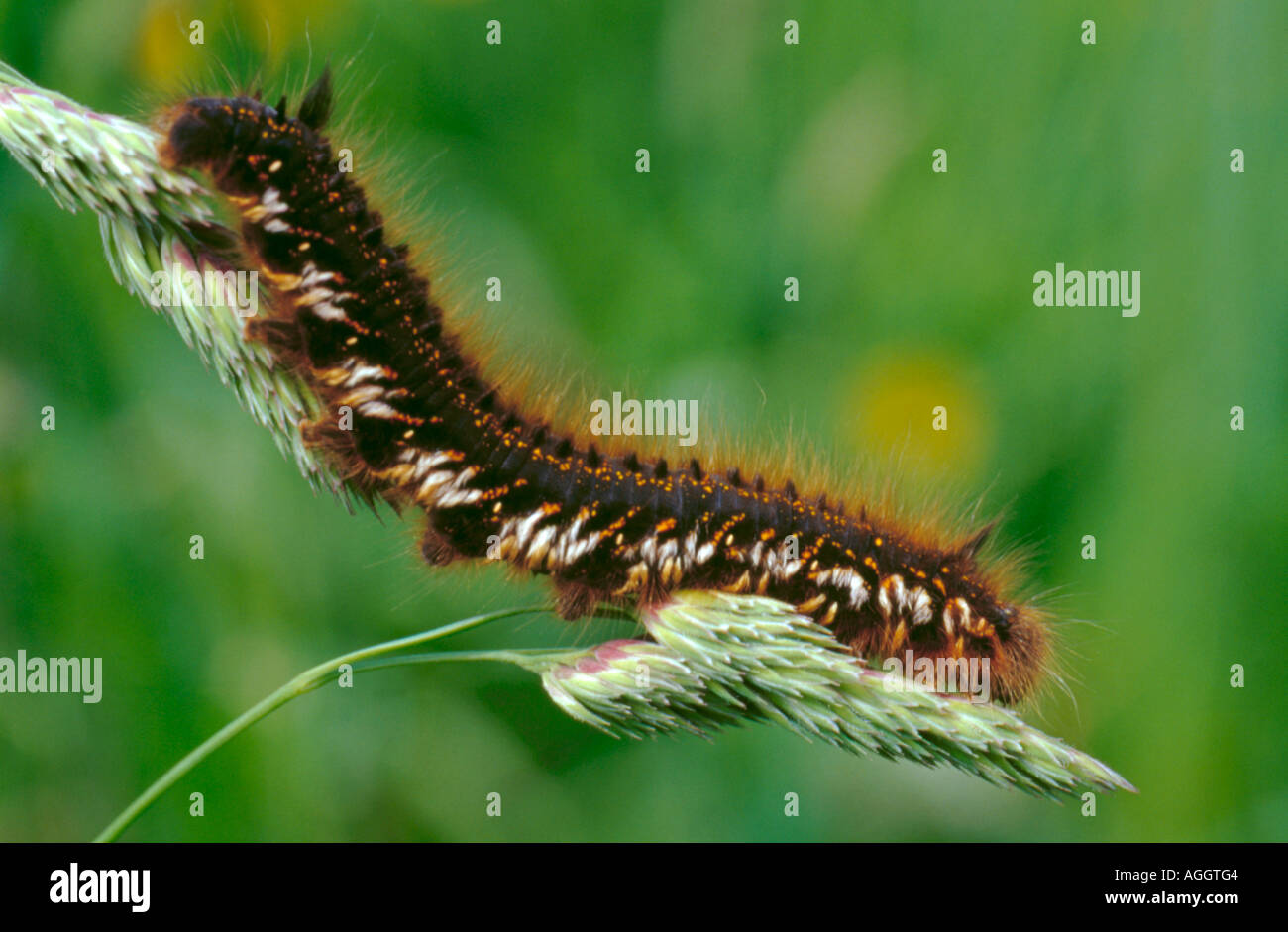 Drinker moth caterpillar (Philudoria potatoria), (family Lasiocampidae ...
