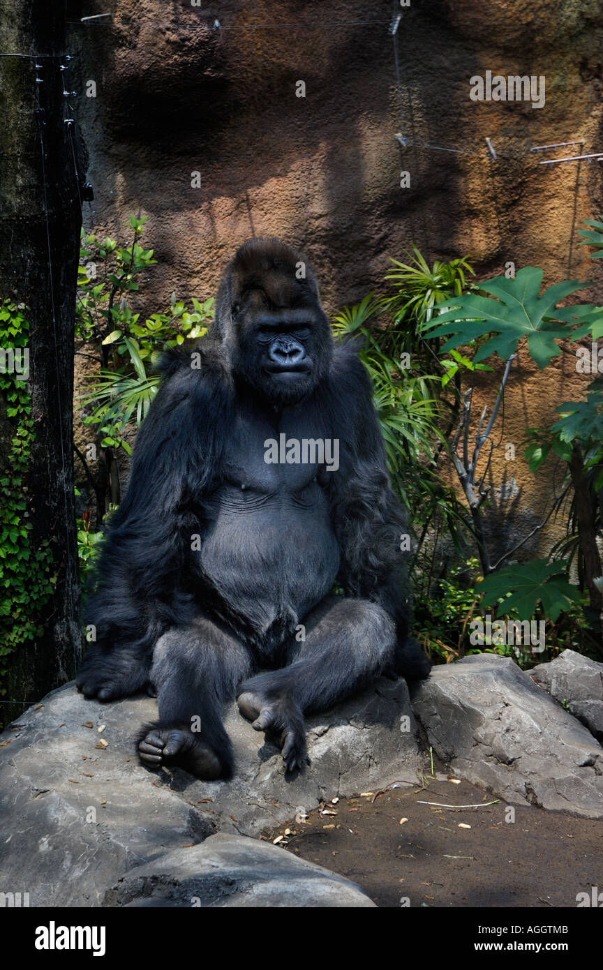 Ueno zoo gorilla hi-res stock photography and images - Alamy