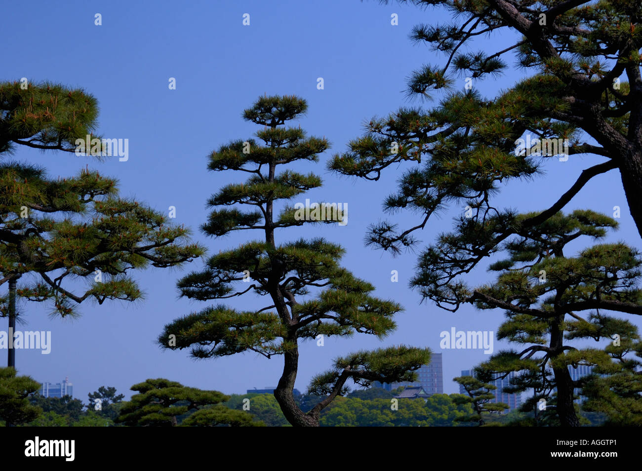 trees in Imperial Palace Garden, Tokyo, Japan Stock Photo - Alamy