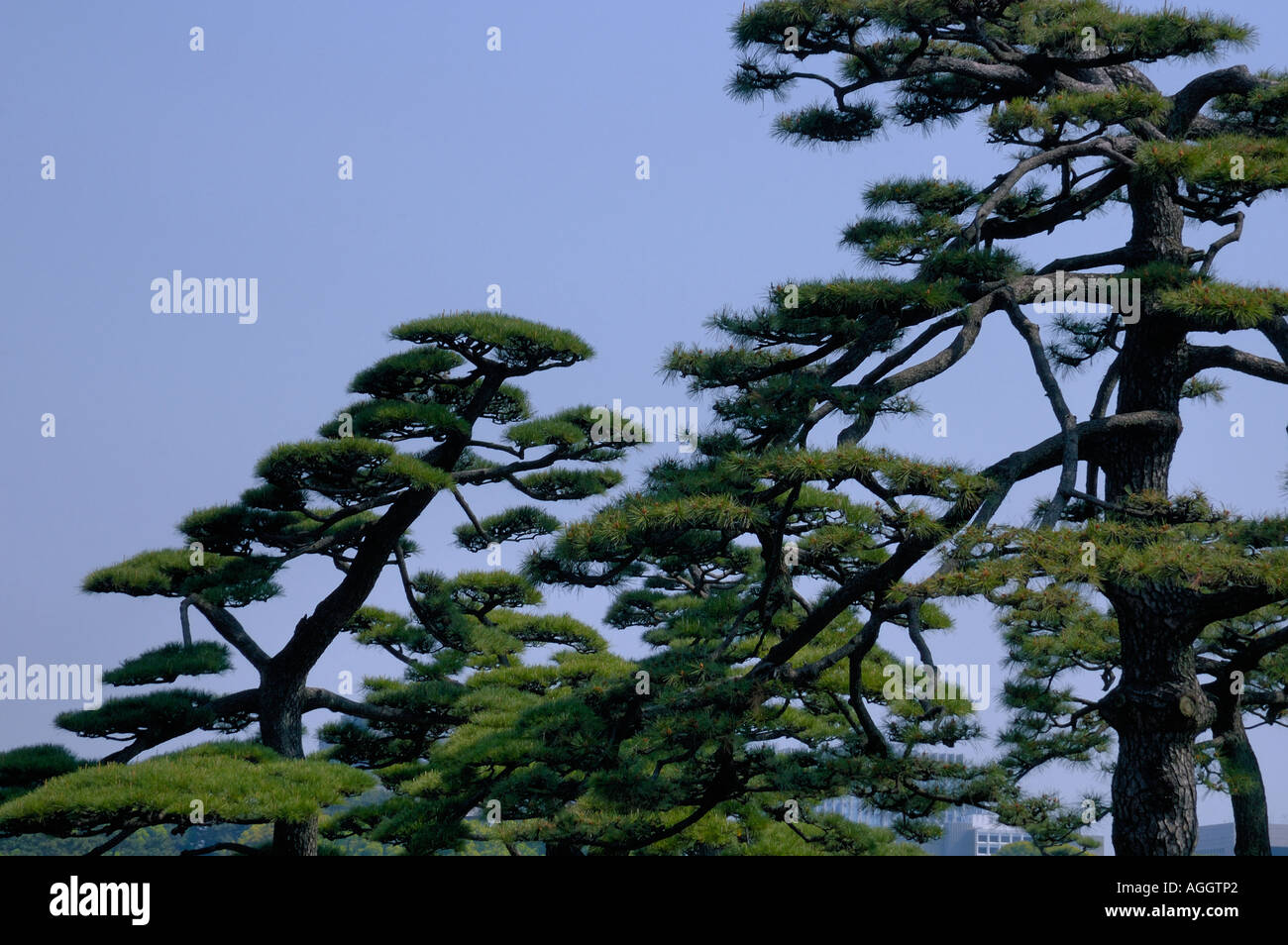 trees in Imperial Palace Garden, Tokyo, Japan Stock Photo - Alamy