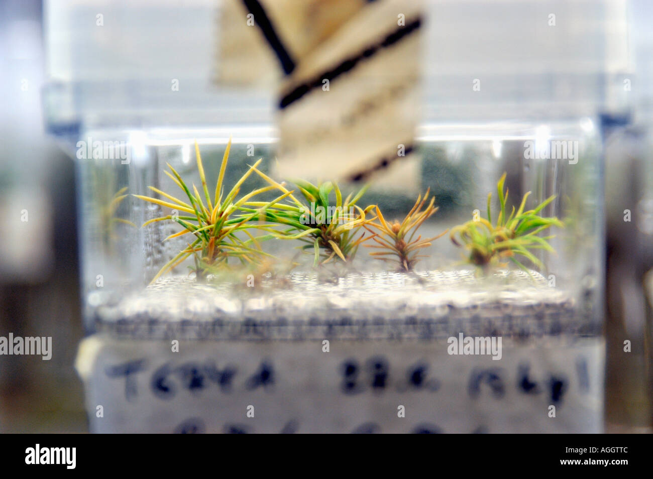 sample containing genetically modified / engineered plants of spruce ...