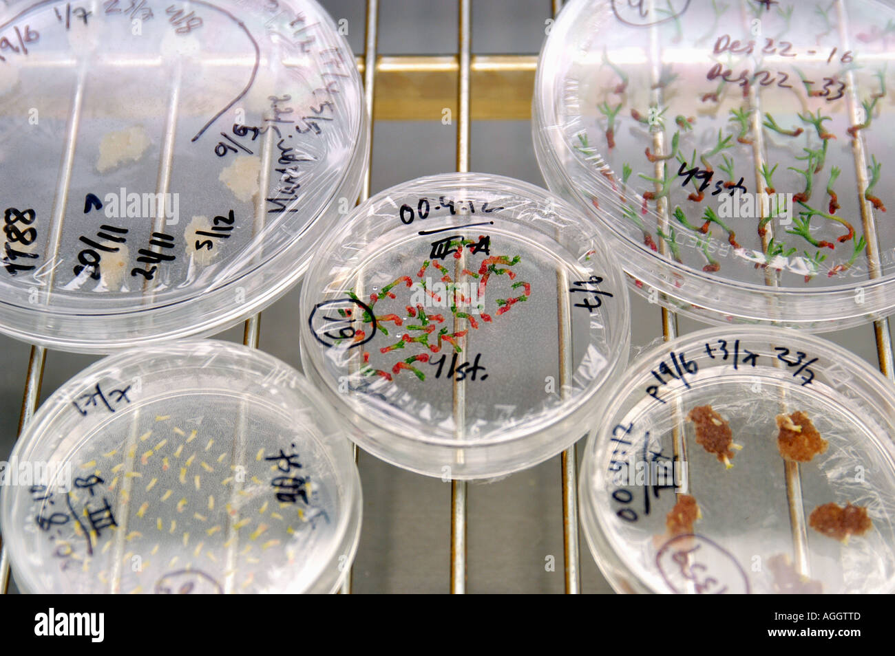 samples containing genetically modified / engineered sprouts of spruce ...