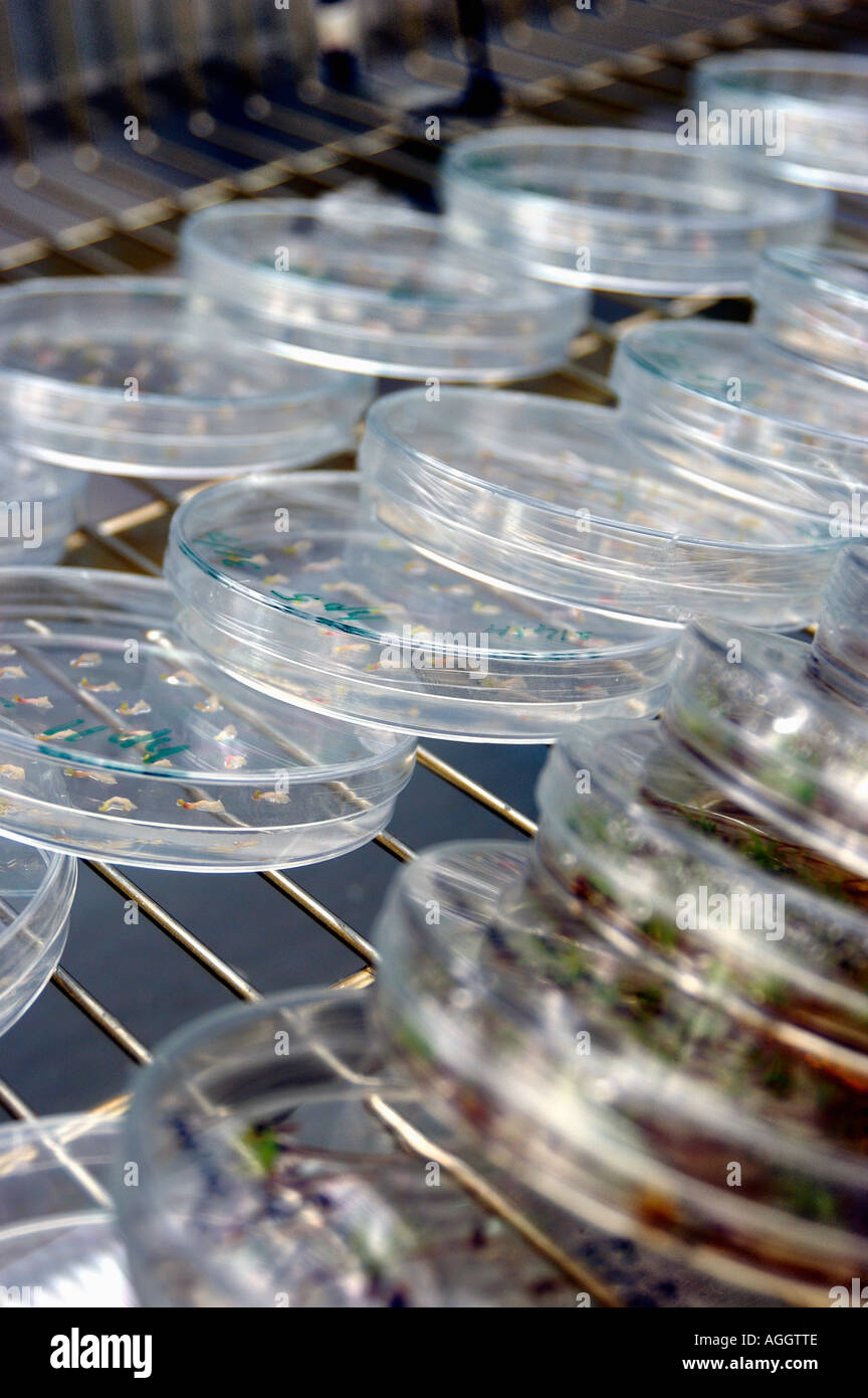 Genemodification hi-res stock photography and images - Alamy