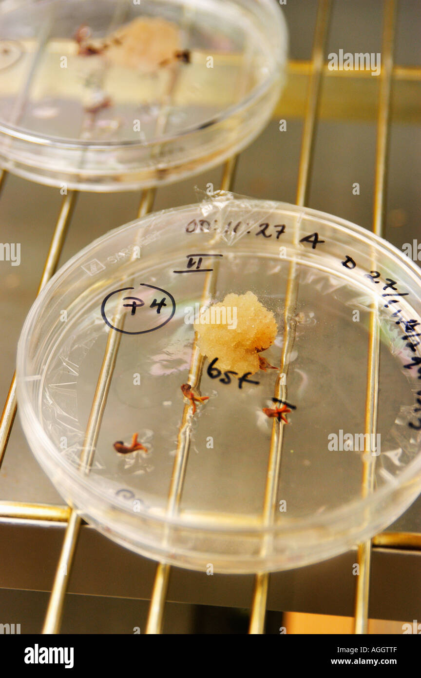 samples containing genetically modified / engineered sprouts of spruce ...