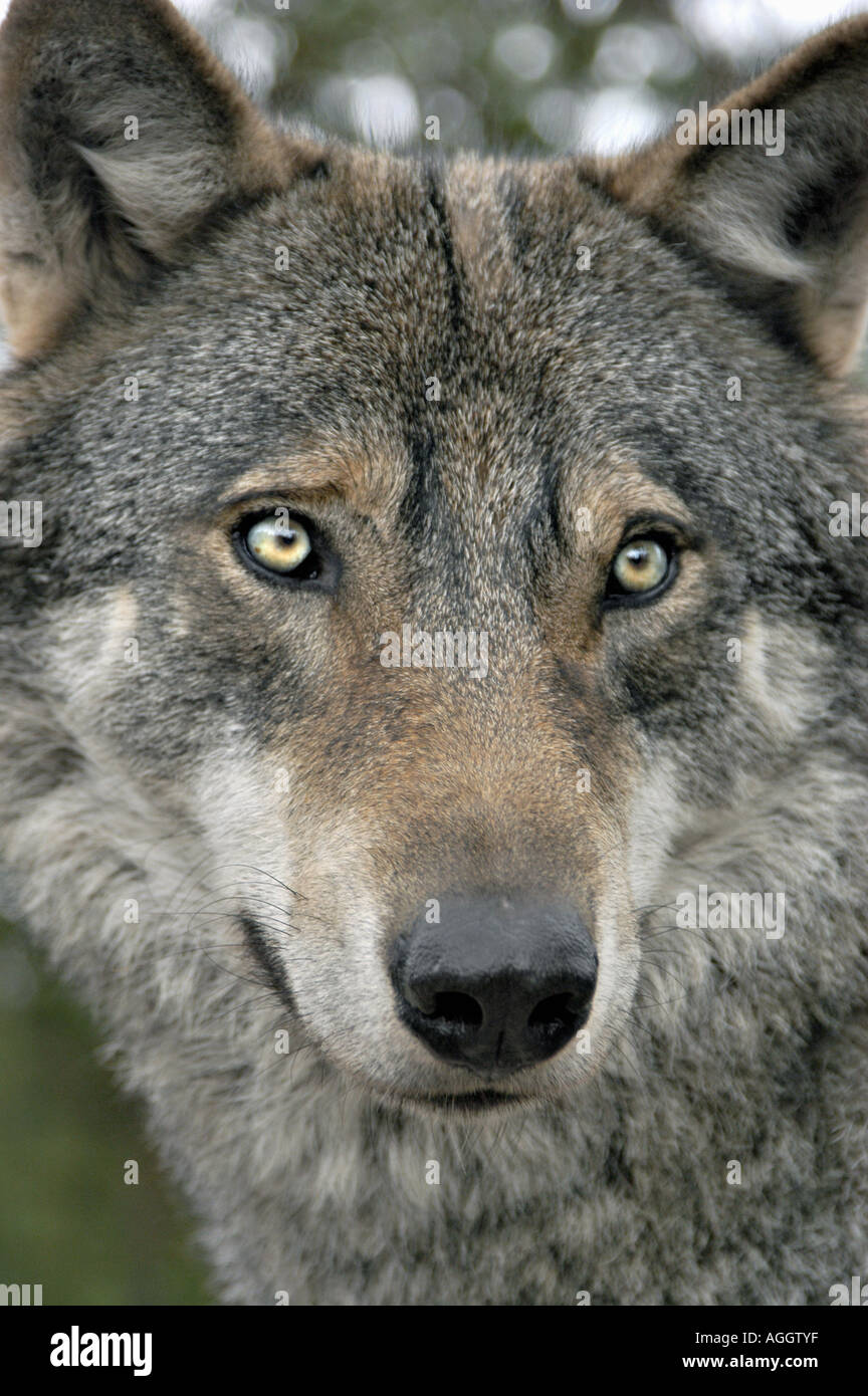 Zookeeper Movie Wolf