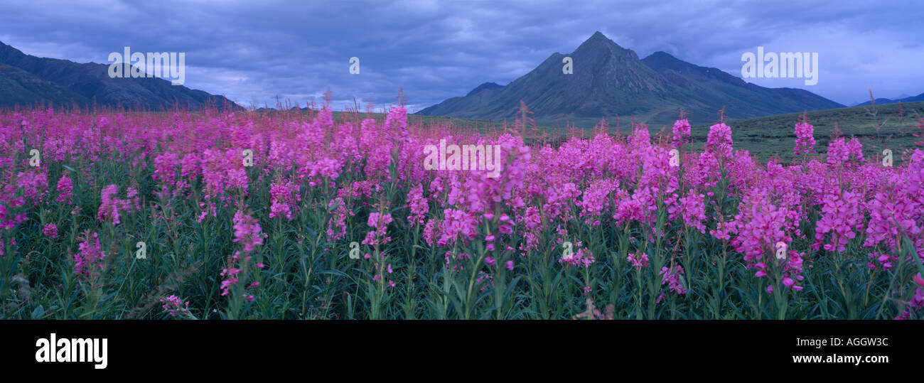 Canada Yukon Territory Fireweed Epilobium angustifolium blossoms in ...