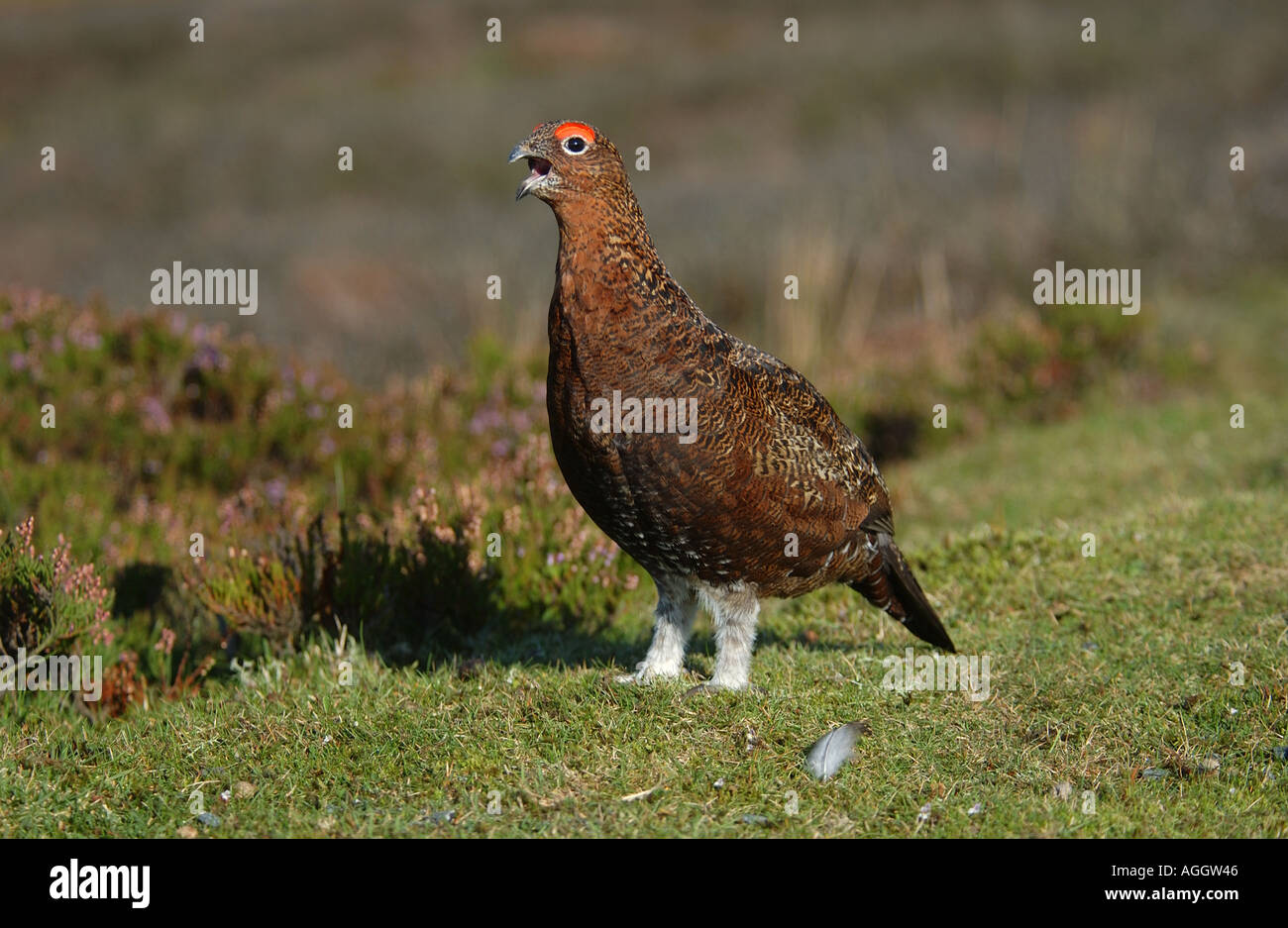 Male Red Grouse calling Yorks UK Stock Photo - Alamy