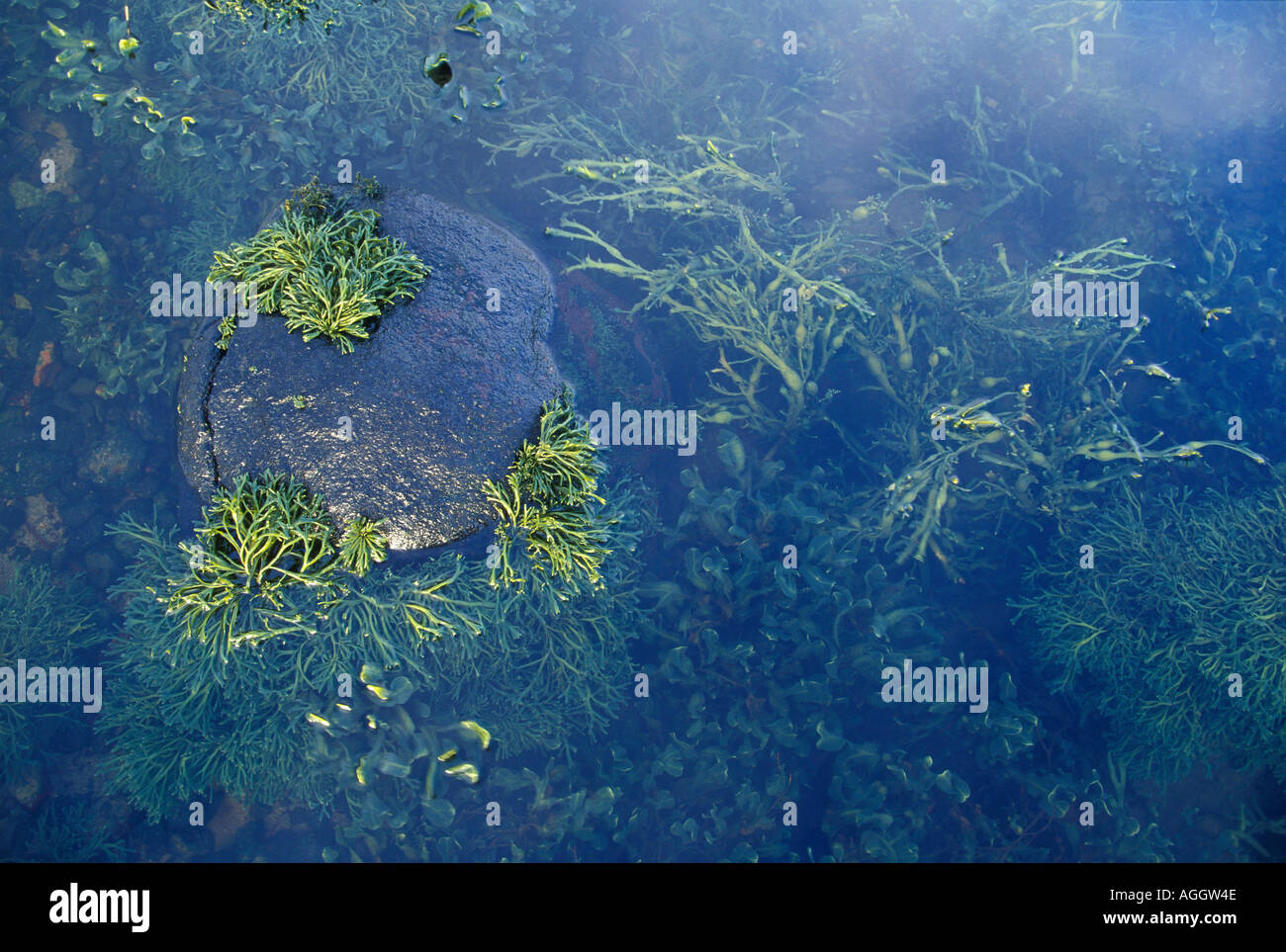 Coast tidal pool detail hi-res stock photography and images - Alamy