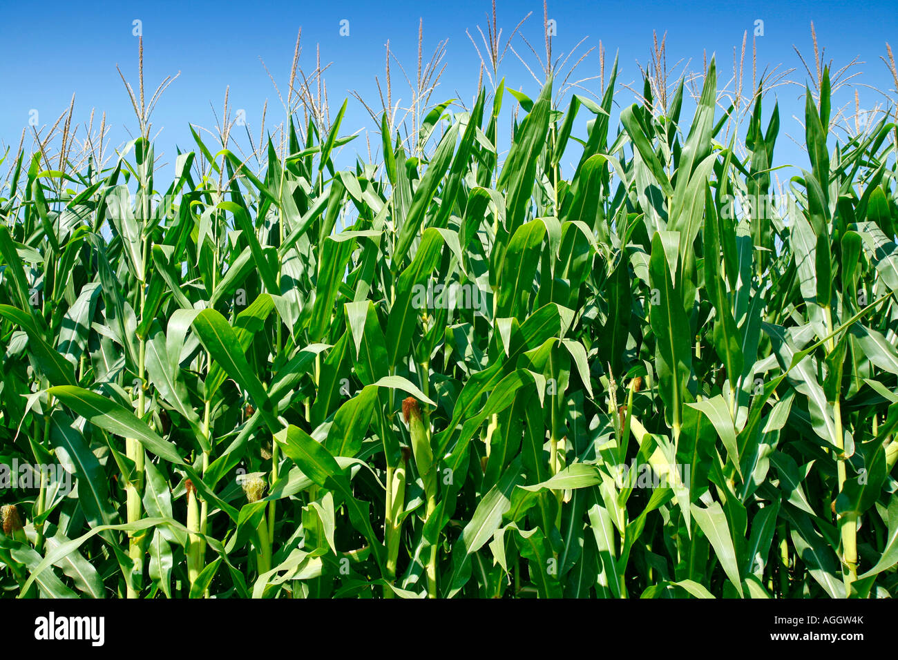 Corn (Zea mays Stock Photo - Alamy