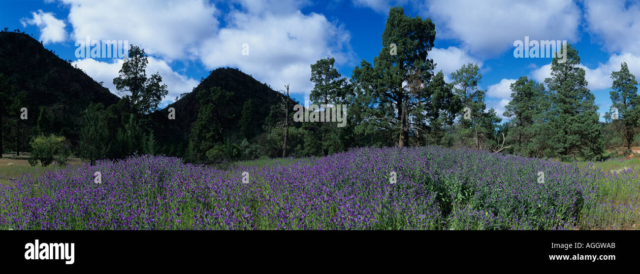 Australia South Australia Flinders Range National Park Wildflowers ...