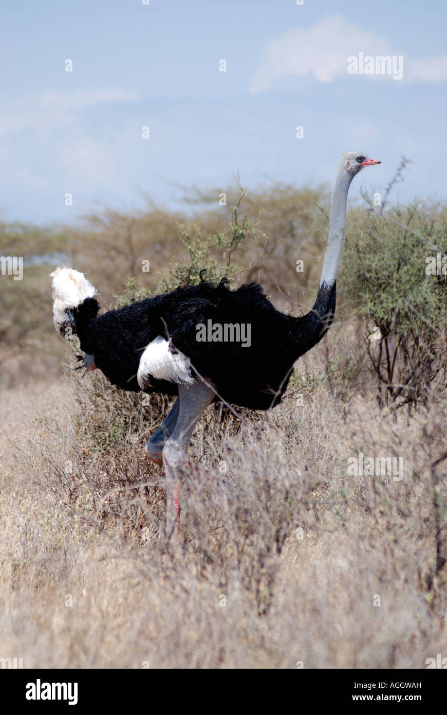 Ostrich egg africa hi-res stock photography and images - Alamy