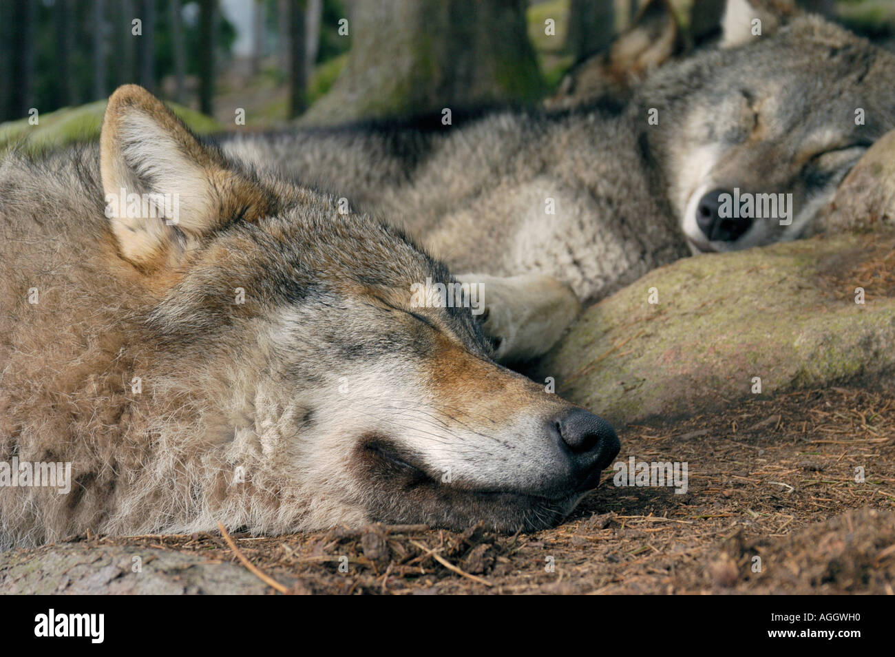 Wolf Zoo Kolmarden High Resolution Stock Photography and Images - Alamy