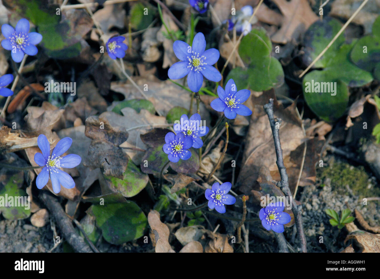 Flowers among leaves hi-res stock photography and images - Alamy
