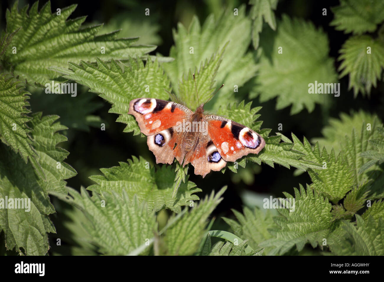 Peacock Butterfly on Stinging Nettle 001 Stock Photo - Alamy