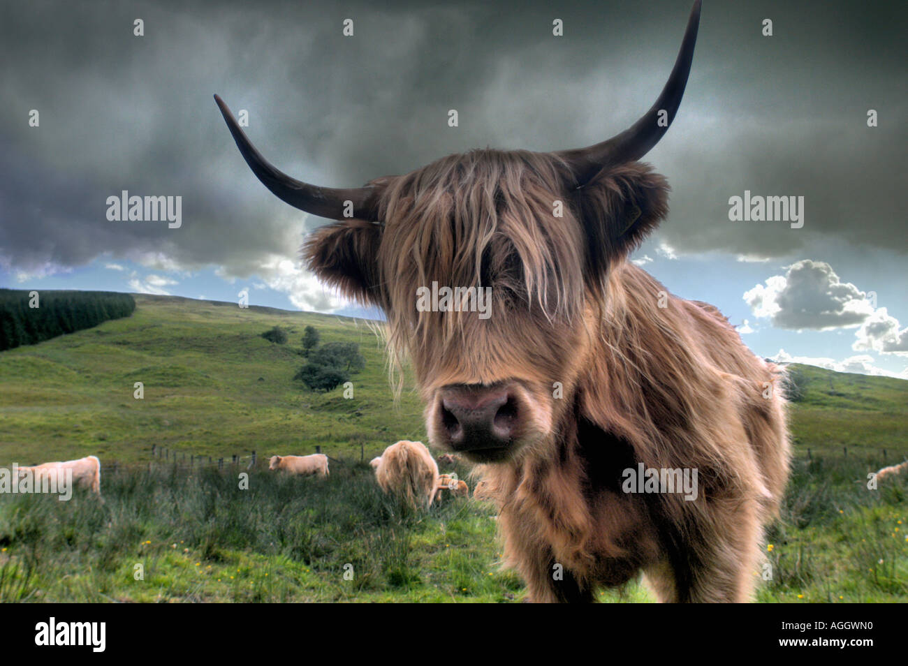 Highland bull, Scotland Stock Photo - Alamy