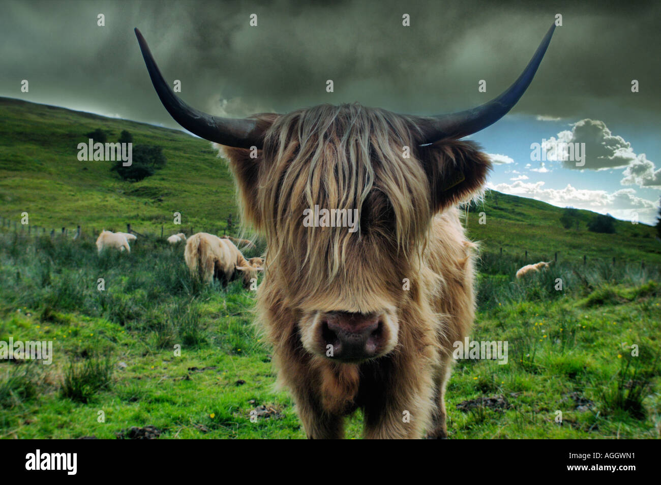 Bull cow scotland horn hi-res stock photography and images - Alamy