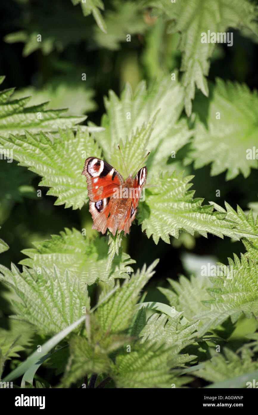 Peacock Butterfly on Stinging Nettle 002 Stock Photo - Alamy