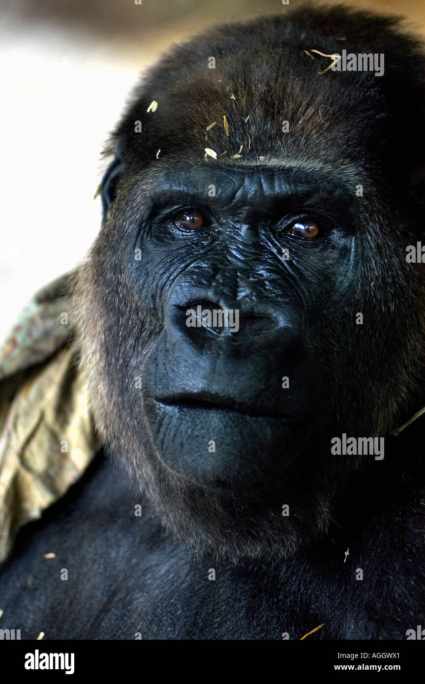 gorilla in captivity, Ueno Zoo, Tokyo, Japan Stock Photo - Alamy